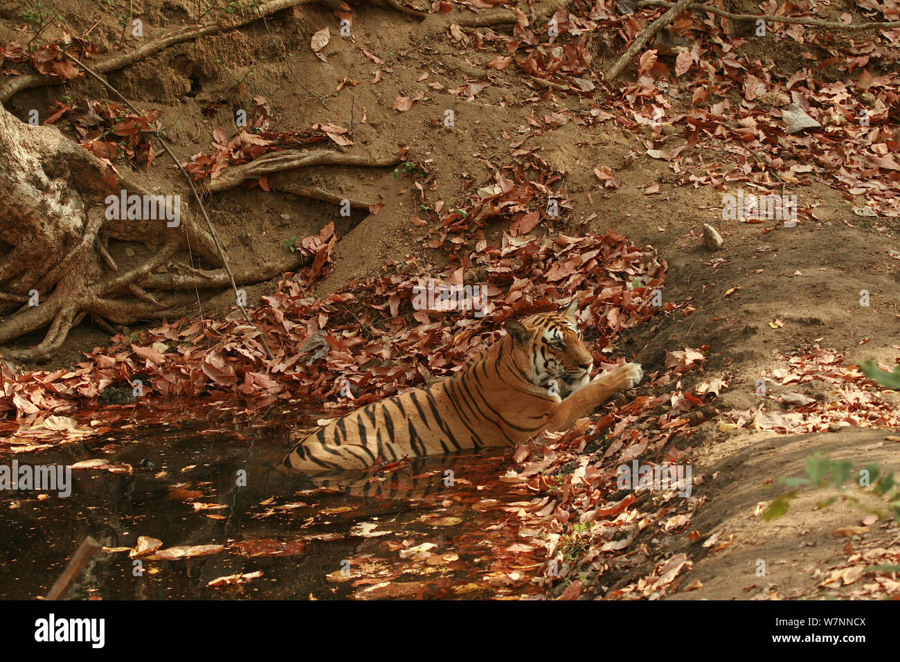 Ti cats hi-res stock photography and images - Alamy