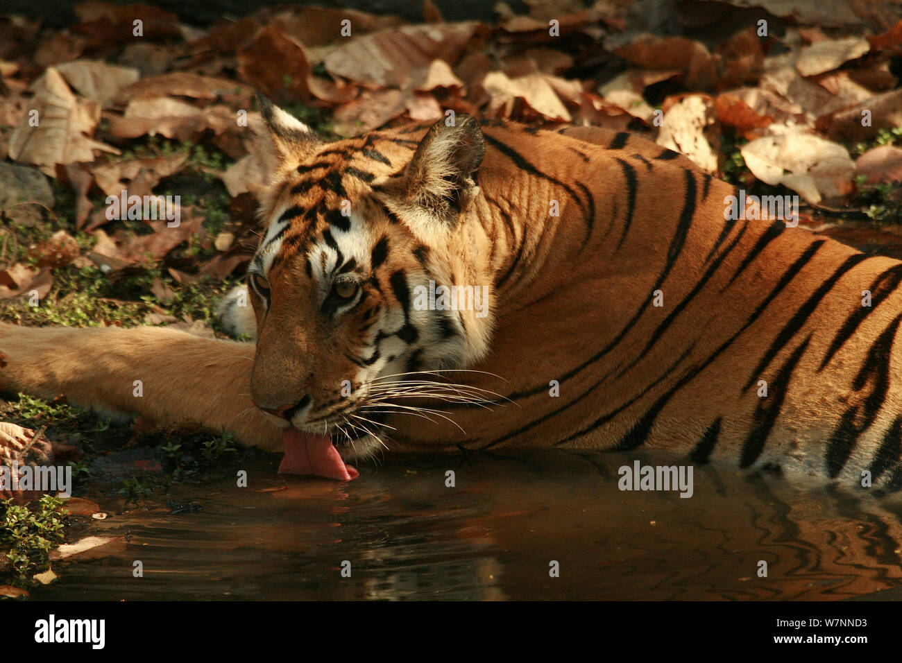 Bengal Tiger (Panthera tigris tigris) juvenile female drinking while resting in pool, Pench ...
