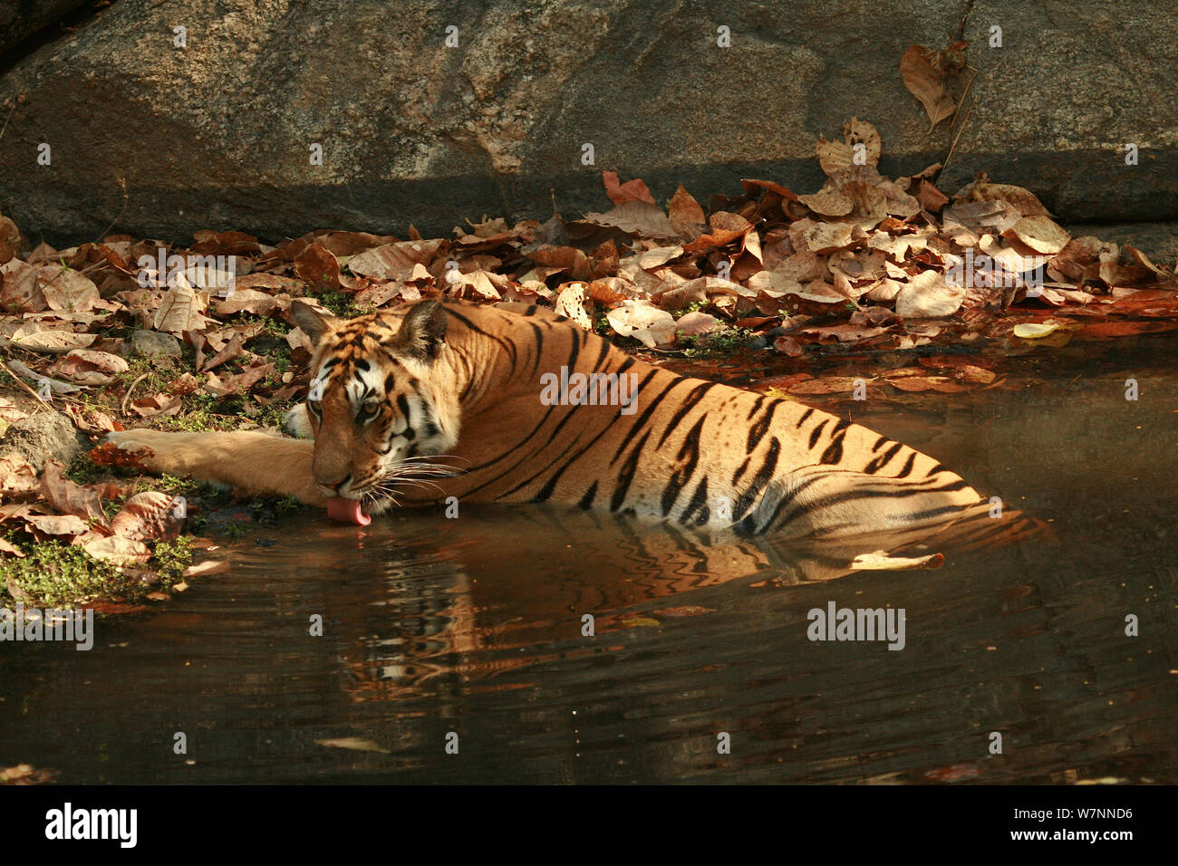 Bengal Tiger (Panthera tigris tigris) juvenile female drinking, Pench National Park, Madhya ...