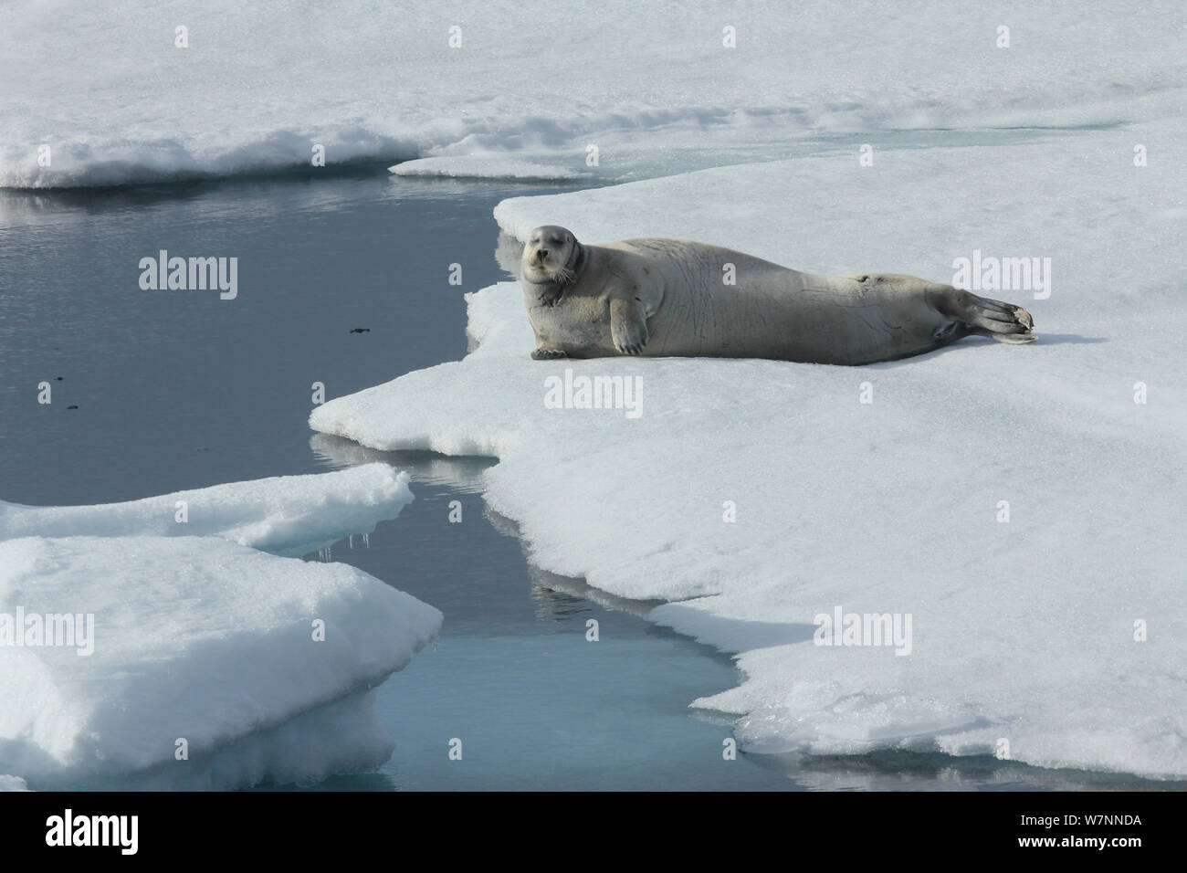 Bearded seal erignathus barbatus resting hi-res stock photography and ...