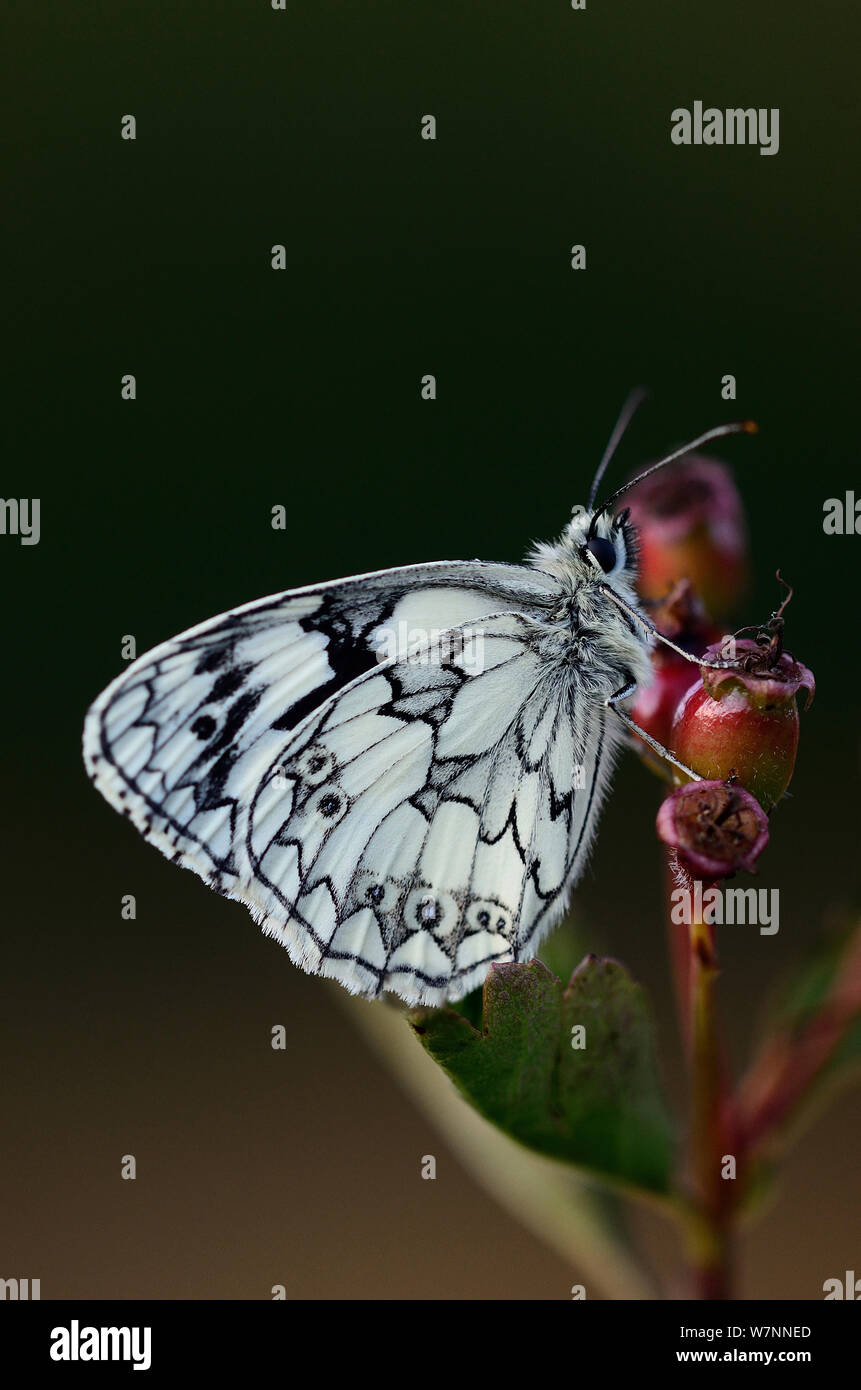 Intricate marbled detail hi-res stock photography and images - Alamy