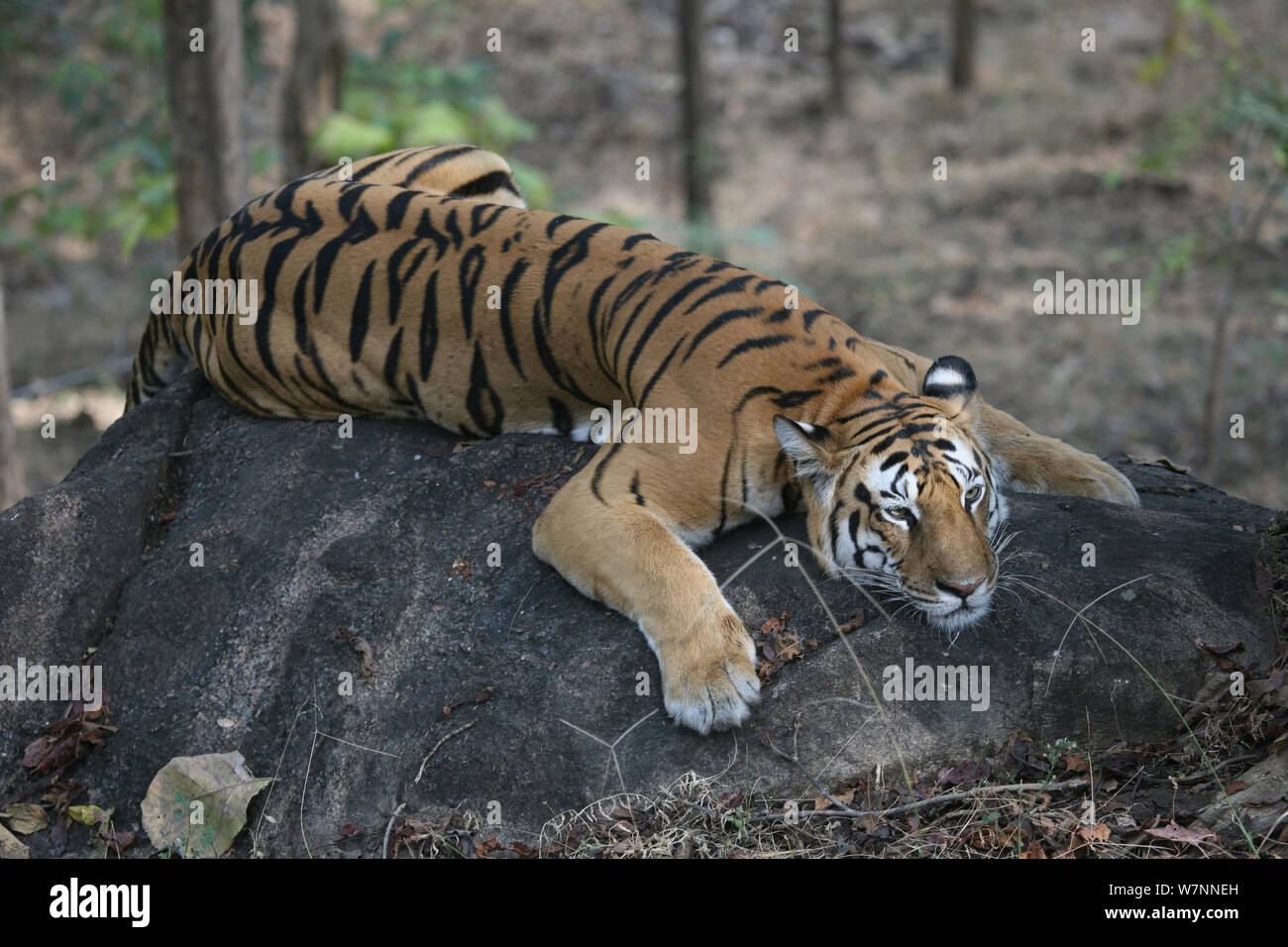 Bengal Tiger (Panthera tigris tigris) juvenile female resting, Pench National Park, Madhya ...