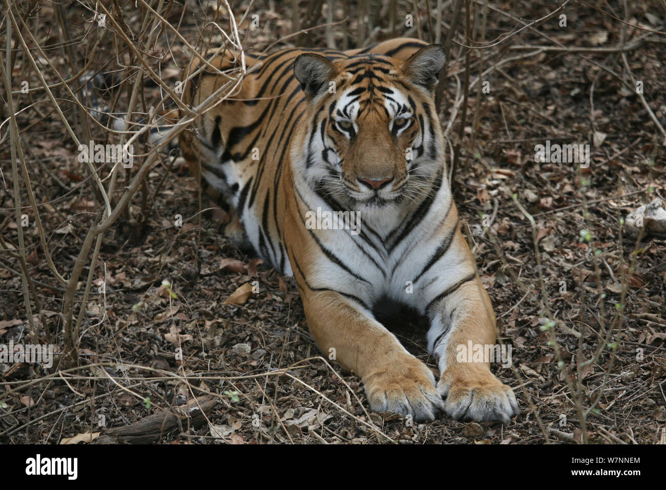 Bengal Tiger (Panthera tigris tigris) juvenile female, Pench National Park, Madhya Pradesh ...