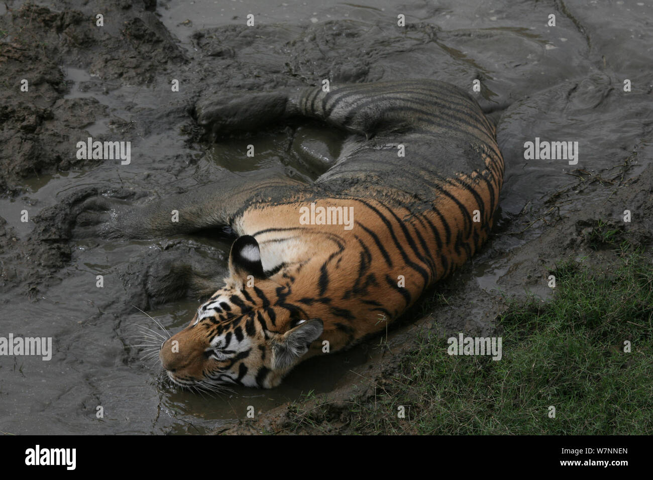 Bengal Tiger (Panthera tigris tigris) juvenile female taking mud bath ...