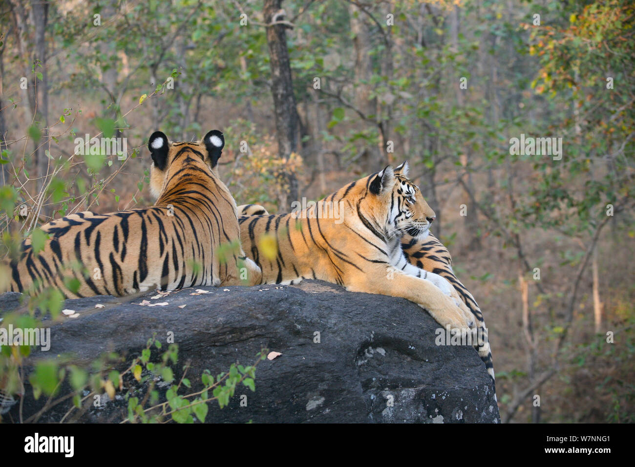 Bengal Tiger (Panthera tigris tigris) family resting, Pench National Park, Madhya Pradesh, India ...