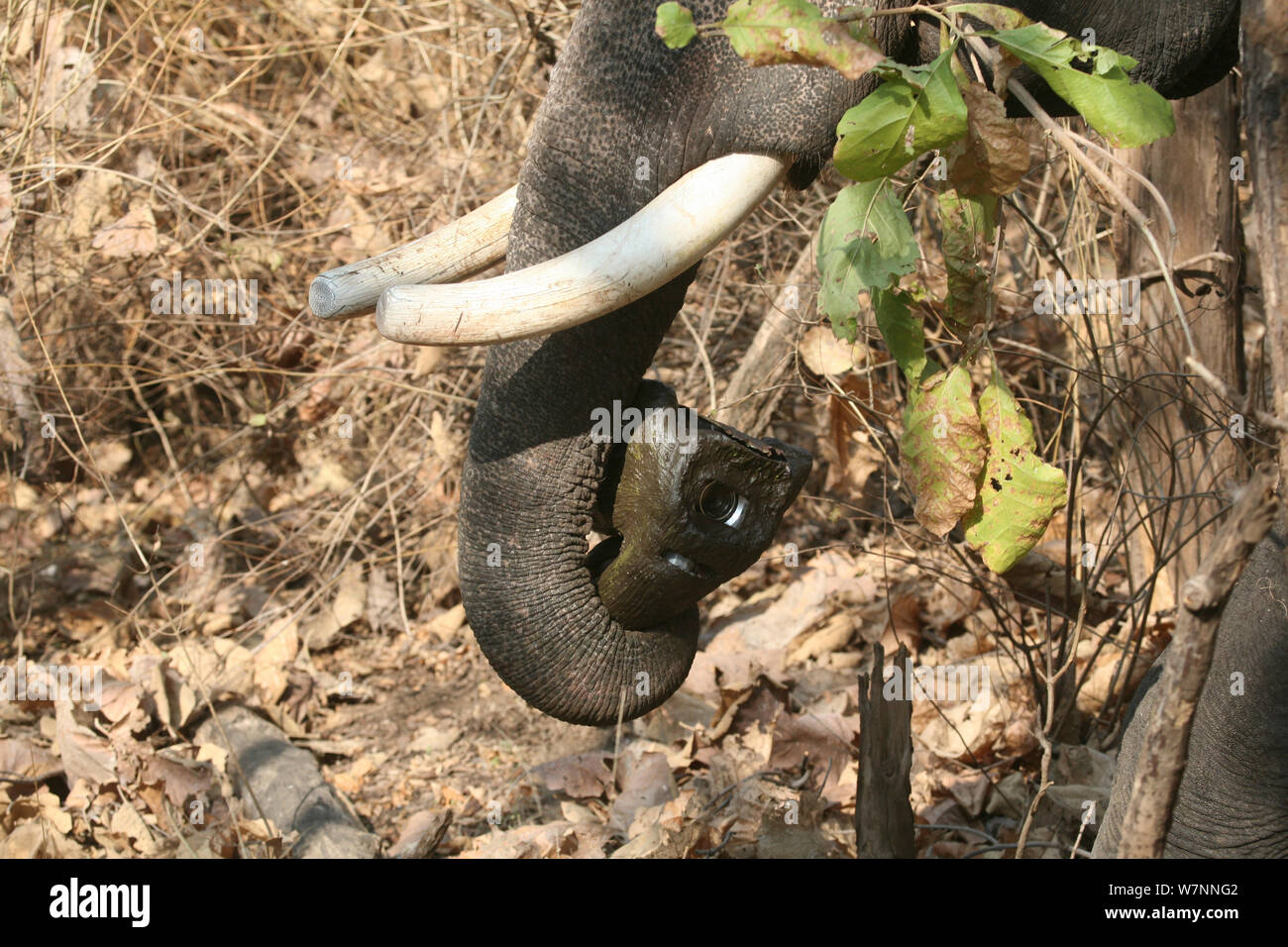 Elephants jungle indian tusks madhya hi-res stock photography and ...