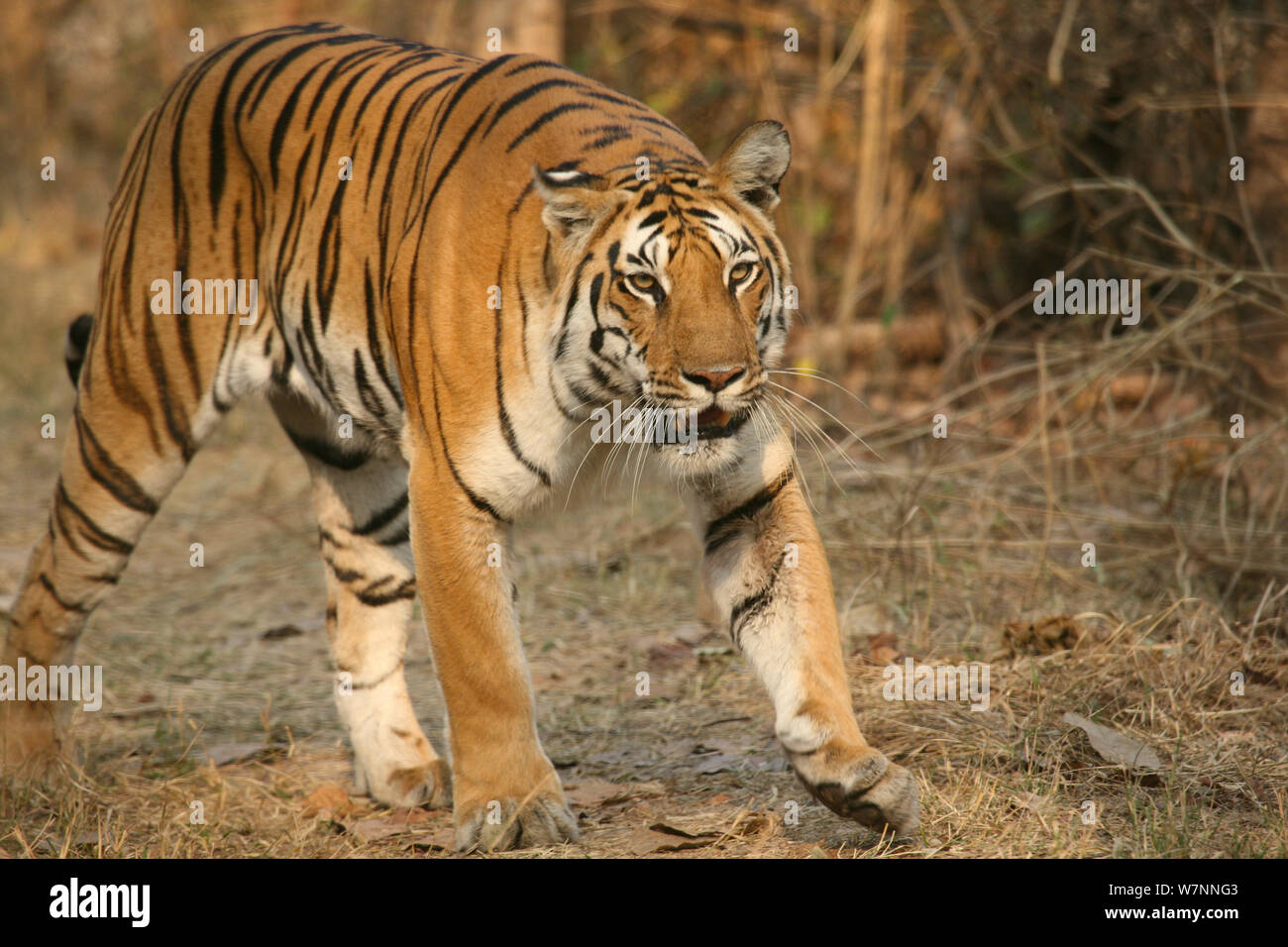 Bengal Tiger (Panthera tigris tigris) juvenile female walking, Pench National Park, Madhya ...