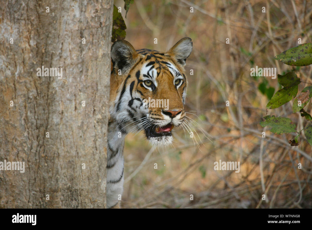 Bengal Tiger (Panthera tigris tigris) juvenile female, Pench National Park, Madhya Pradesh ...