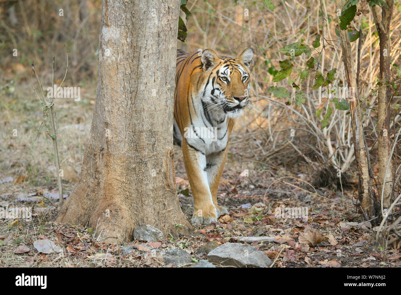 Bengal Tiger (Panthera tigris tigris) juvenile female, Pench National Park, Madhya Pradesh ...