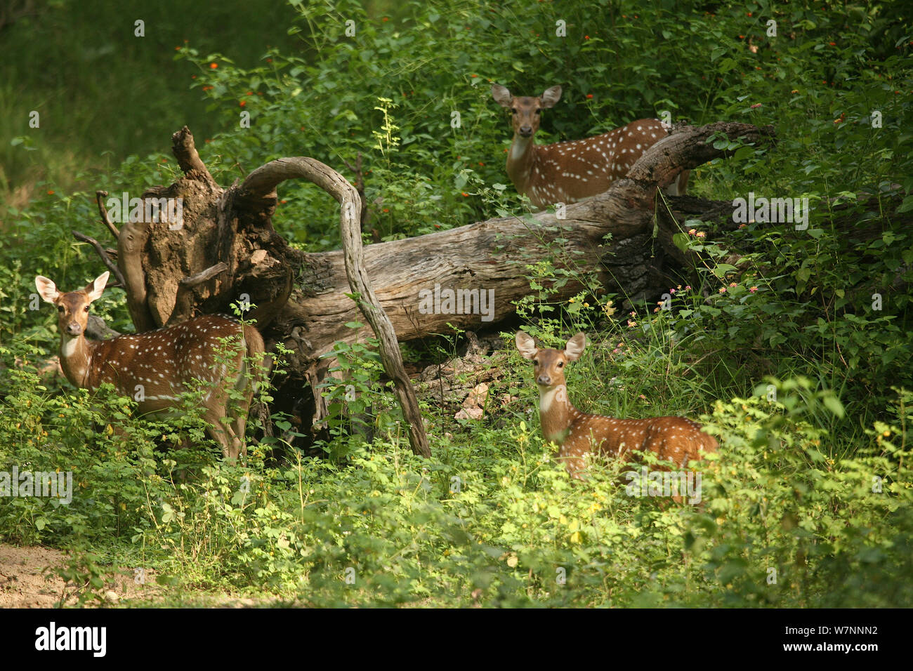 Pench national park deer hi-res stock photography and images - Alamy