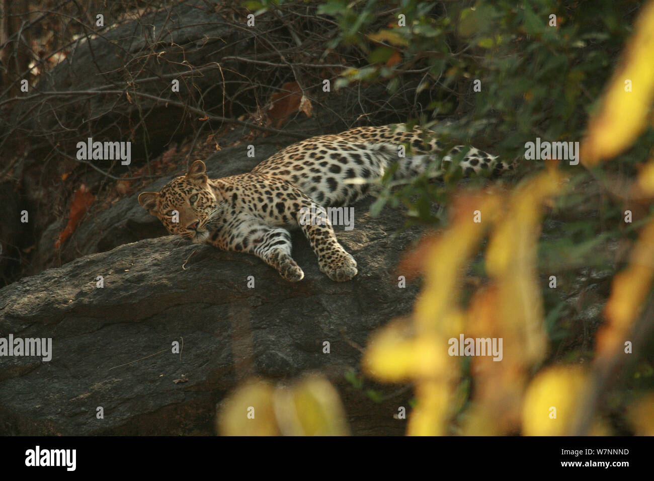 India leopards hi-res stock photography and images - Alamy