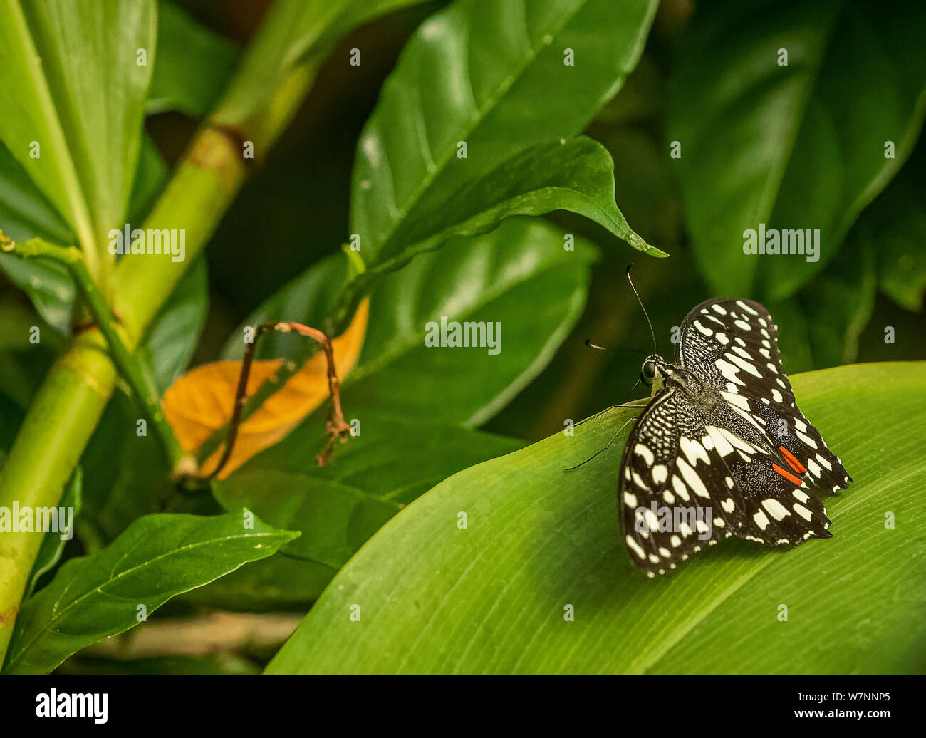 Common Lime or Lemon Butterfly with wings outstretched on a palm leaf ...