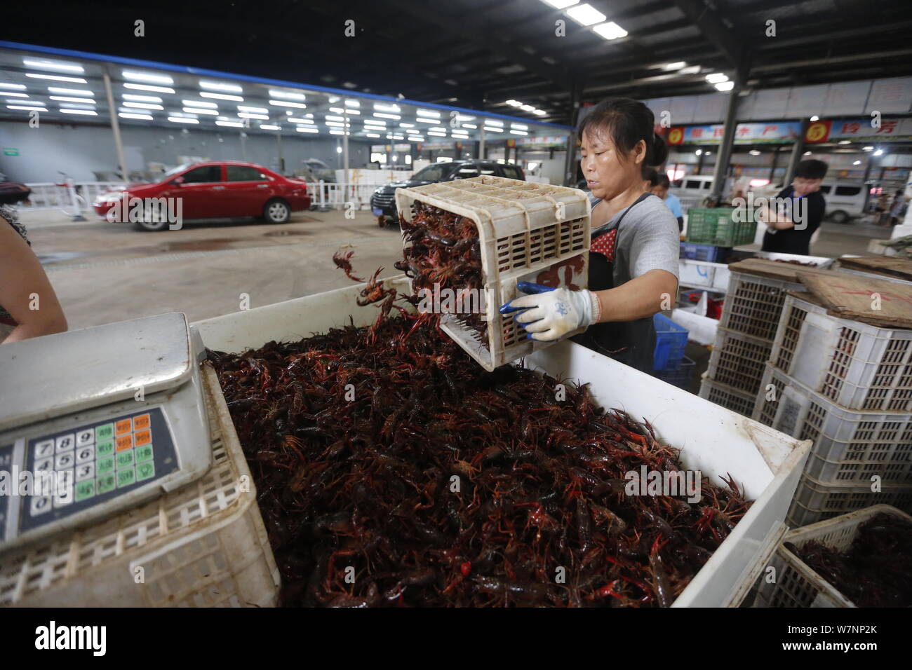 A Chinese worker prepares to classify crayfish at a trade market in ...