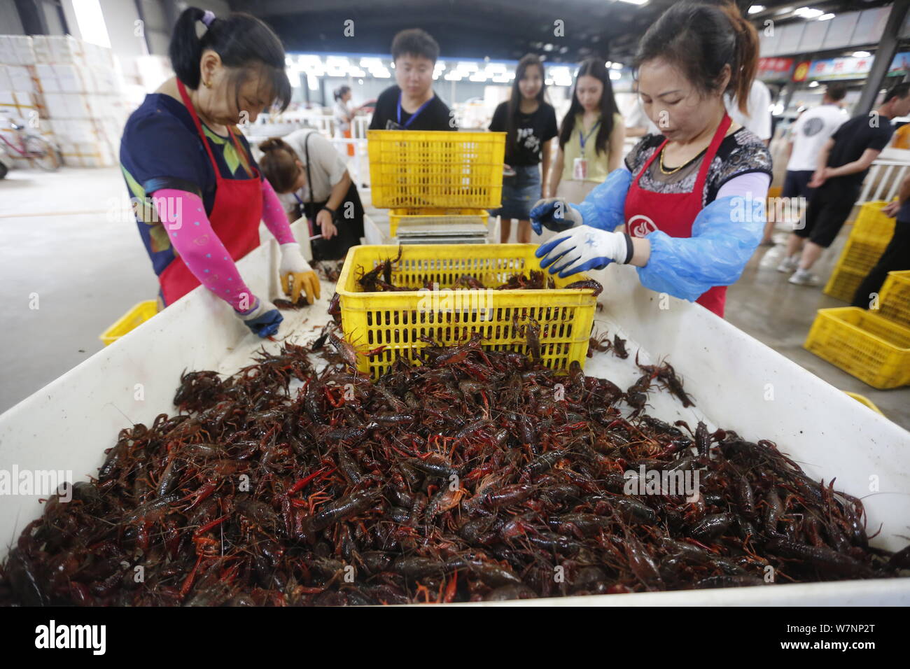 Chinese workers classify crayfish at a trade market in Qianjiang city ...