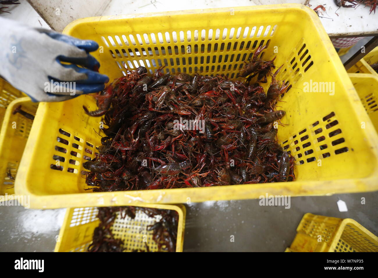 A Chinese worker classifies crayfish at a trade market in Qianjiang ...