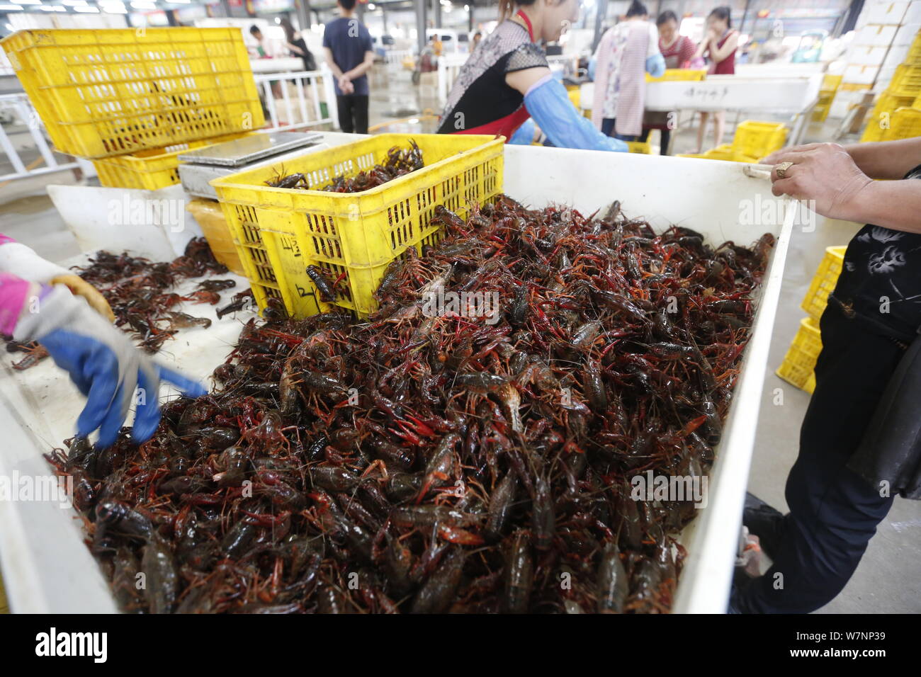A Chinese worker classifies crayfish at a trade market in Qianjiang ...