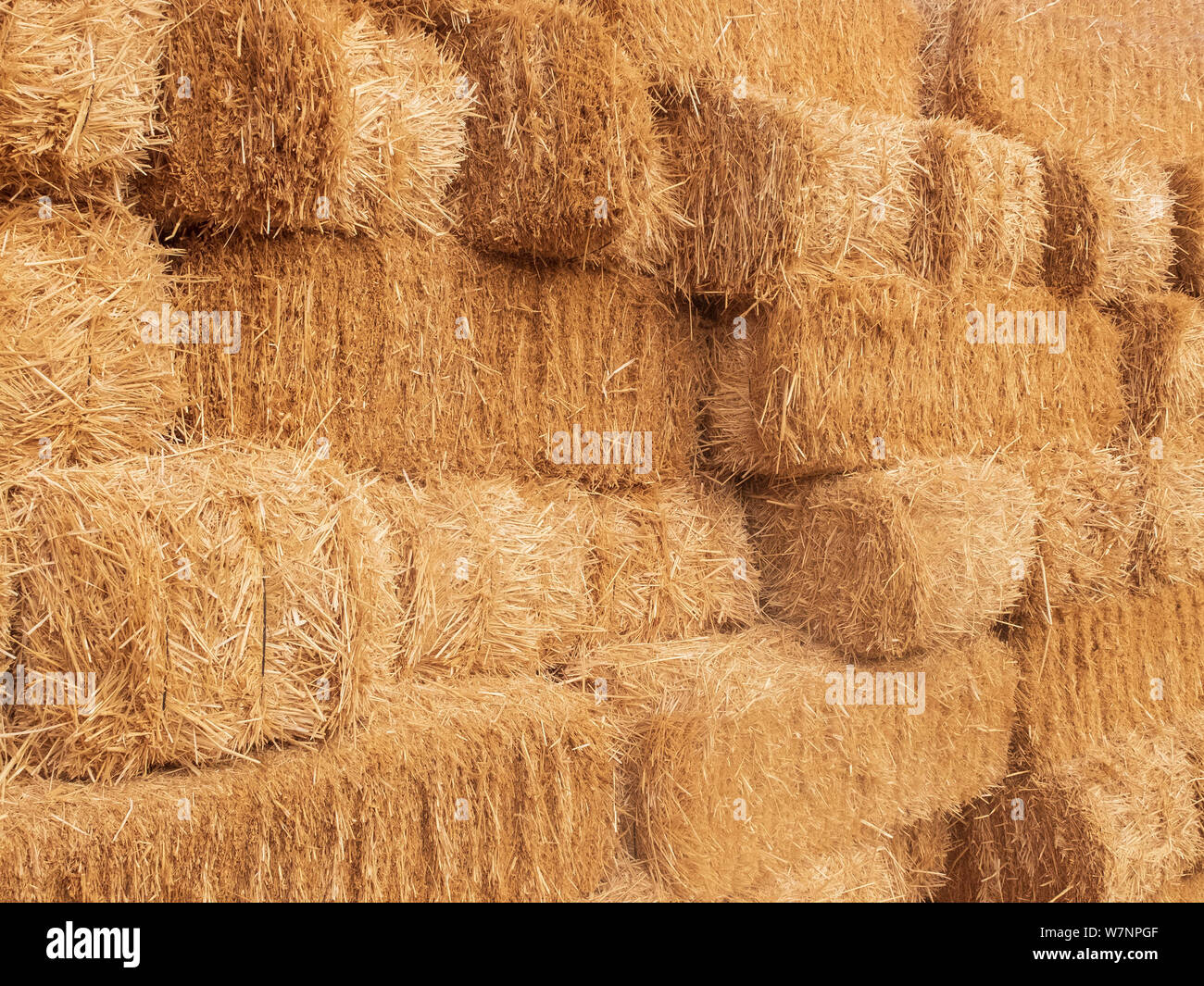 Stacks of dry straw. Piled straw haystacks. Natural dry straw texture ...