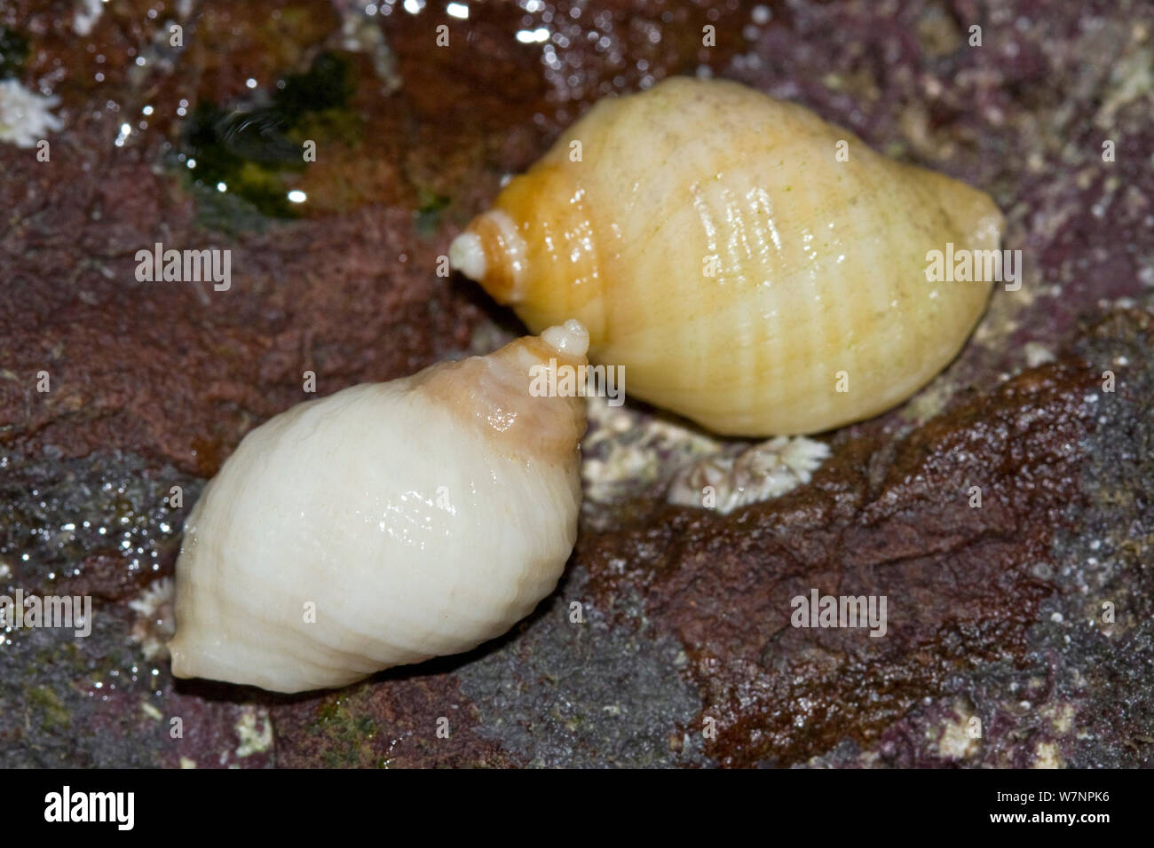 Dog Whelk (Nucella lapillus) English Channel, off the coast of Sark ...