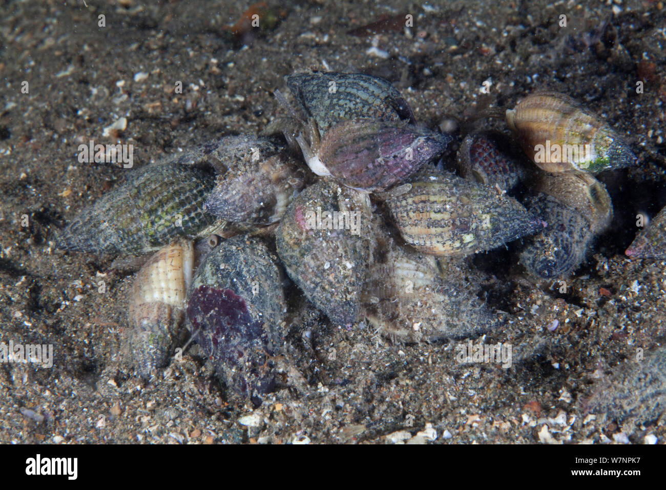 Netted dogwhelks hi-res stock photography and images - Alamy