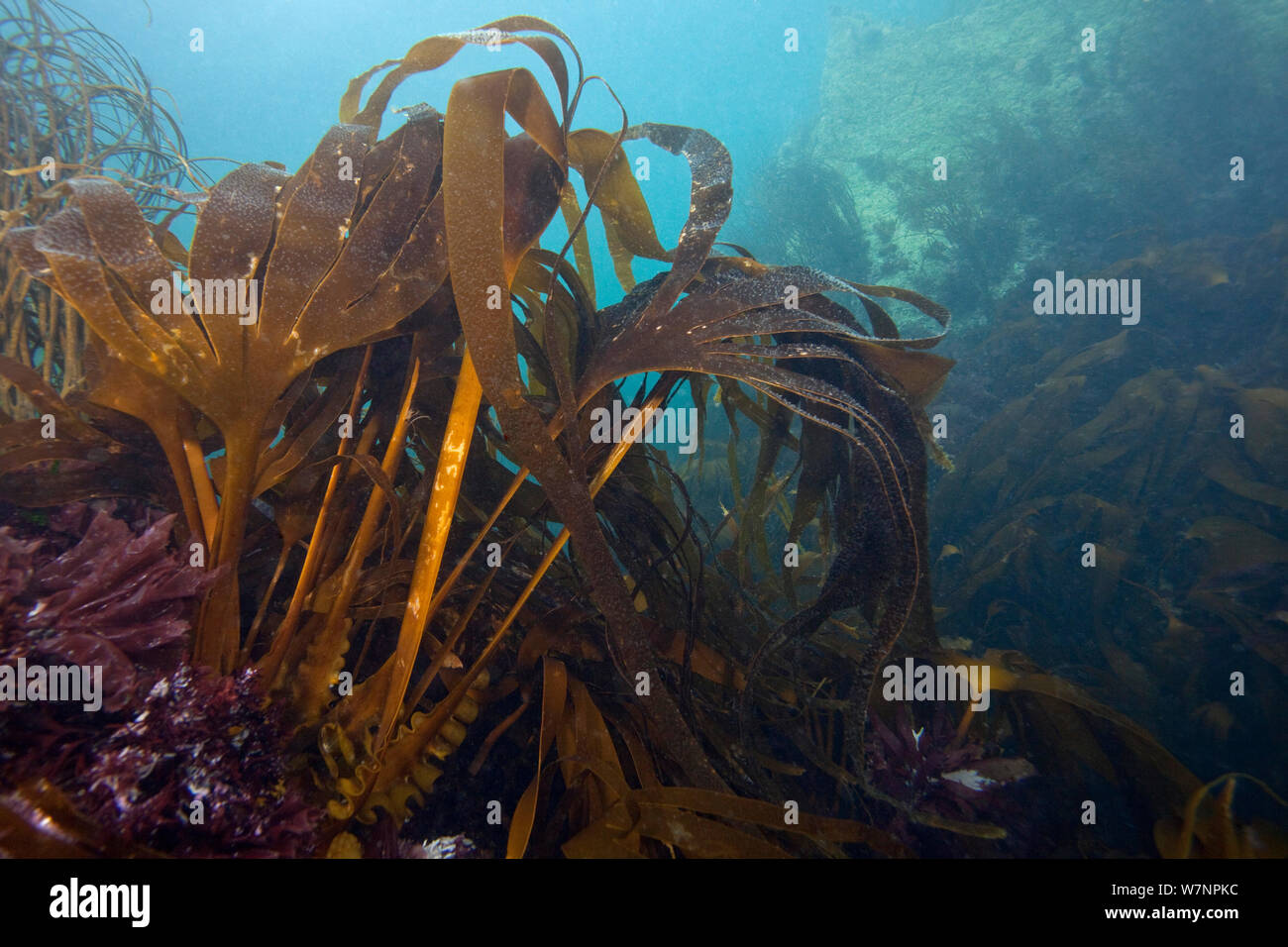 Furbelows seaweed (Saccorhiza polyschides) English Channel, off the ...