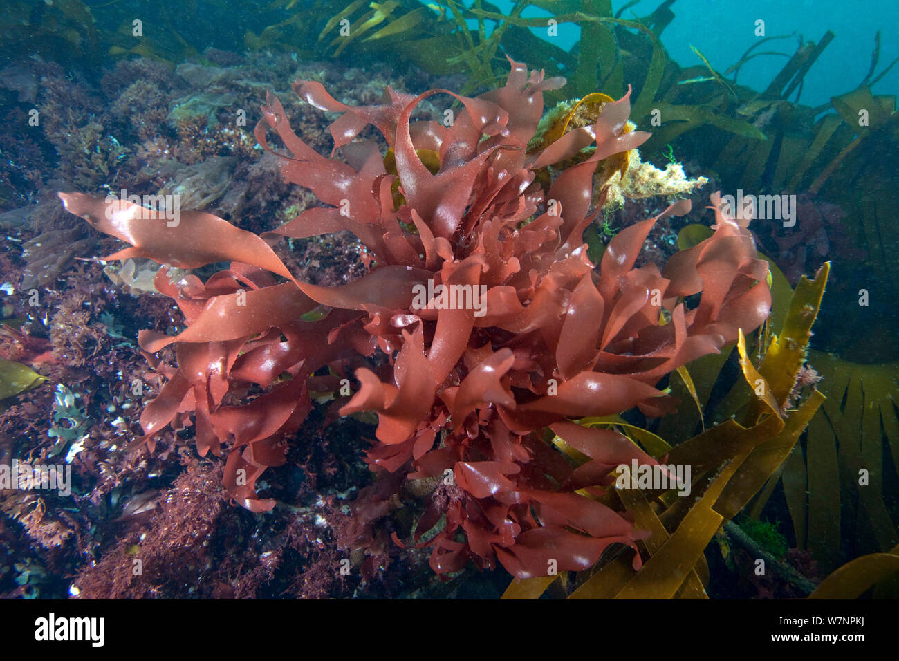 Dulse (Palmaria palmata) English Channel, off the coast of Sark ...