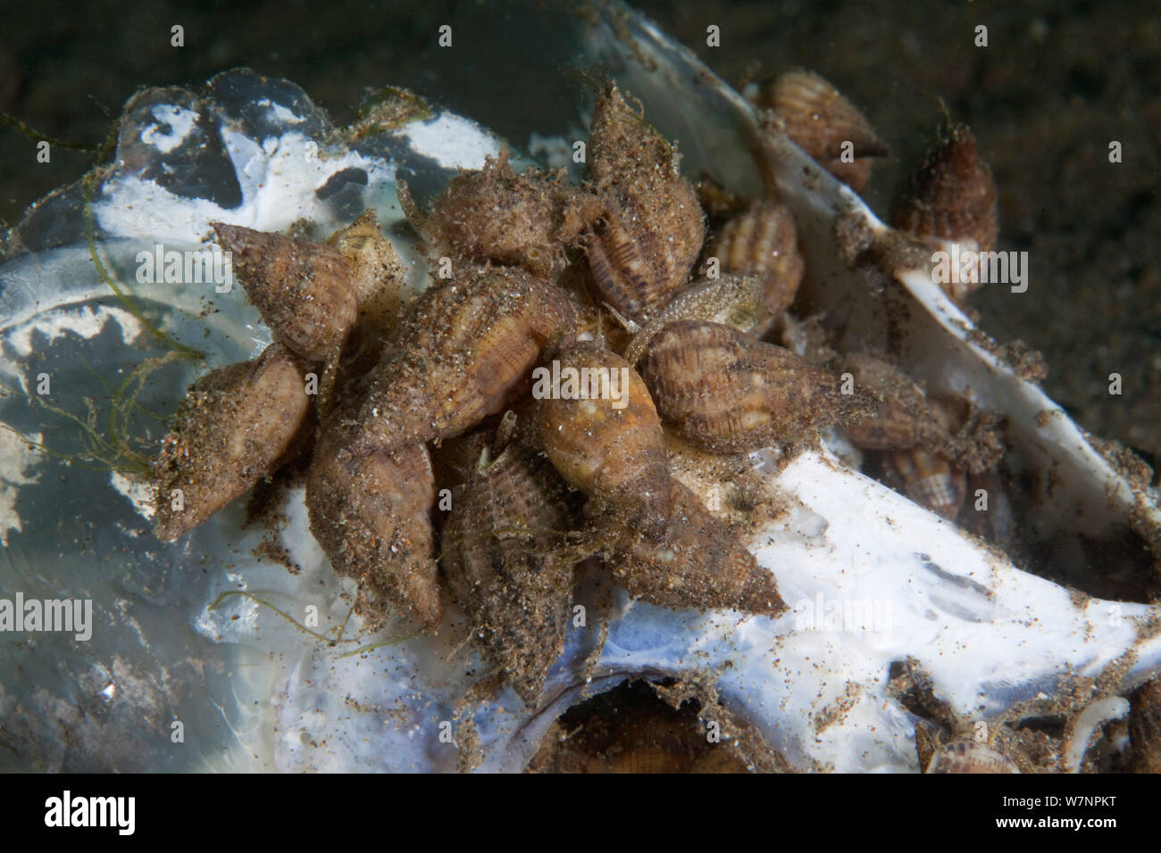 Netted Dogwhelks (Nassarius reticulatus) English Channel, off the coast ...