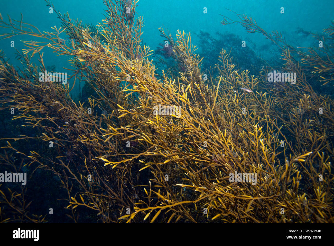 Ocean Plants Underwater High Resolution Stock Photography and Images ...