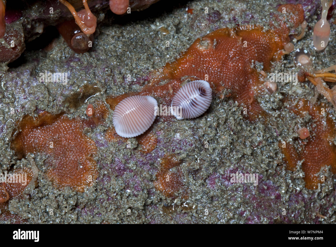 Arctic Cowrie (Trivia artica) and Spotted Cowrie (Trivia monacha ...