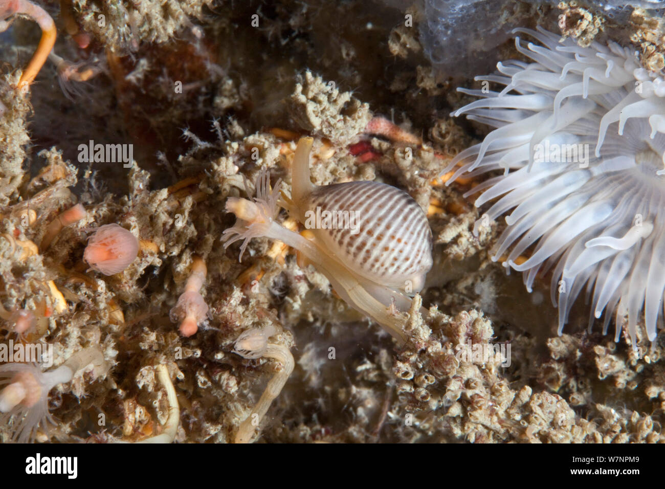Arctic Cowrie (Trivia artica) with sea anemone, English Channel, off ...