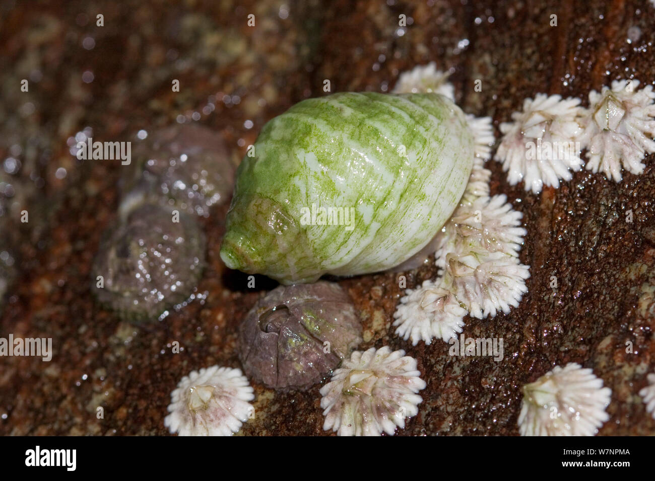 Dog Whelk (Nucella lapillus) English Channel, off the coast of Sark ...