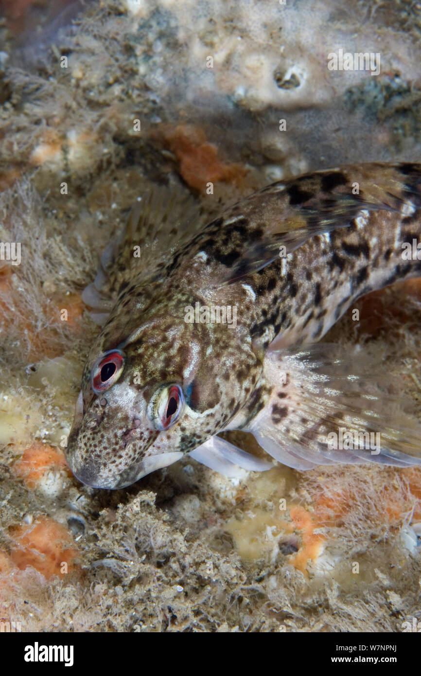 Fish english channel hi-res stock photography and images - Alamy