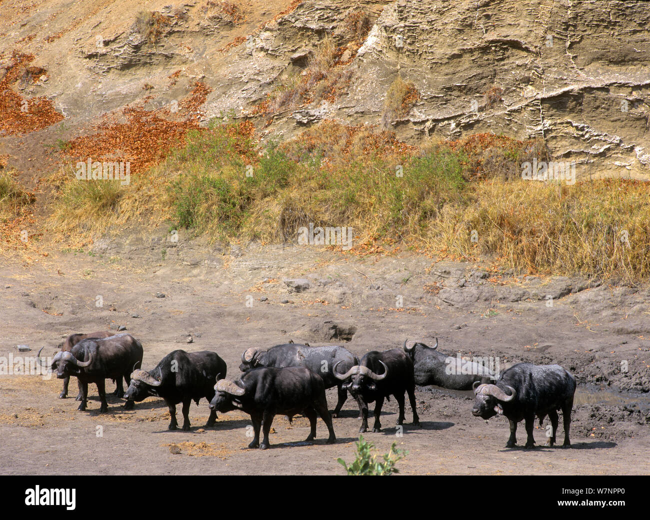 African buffalo (Syncerus caffer) mud bathing in a dry riverbed, Kruger ...