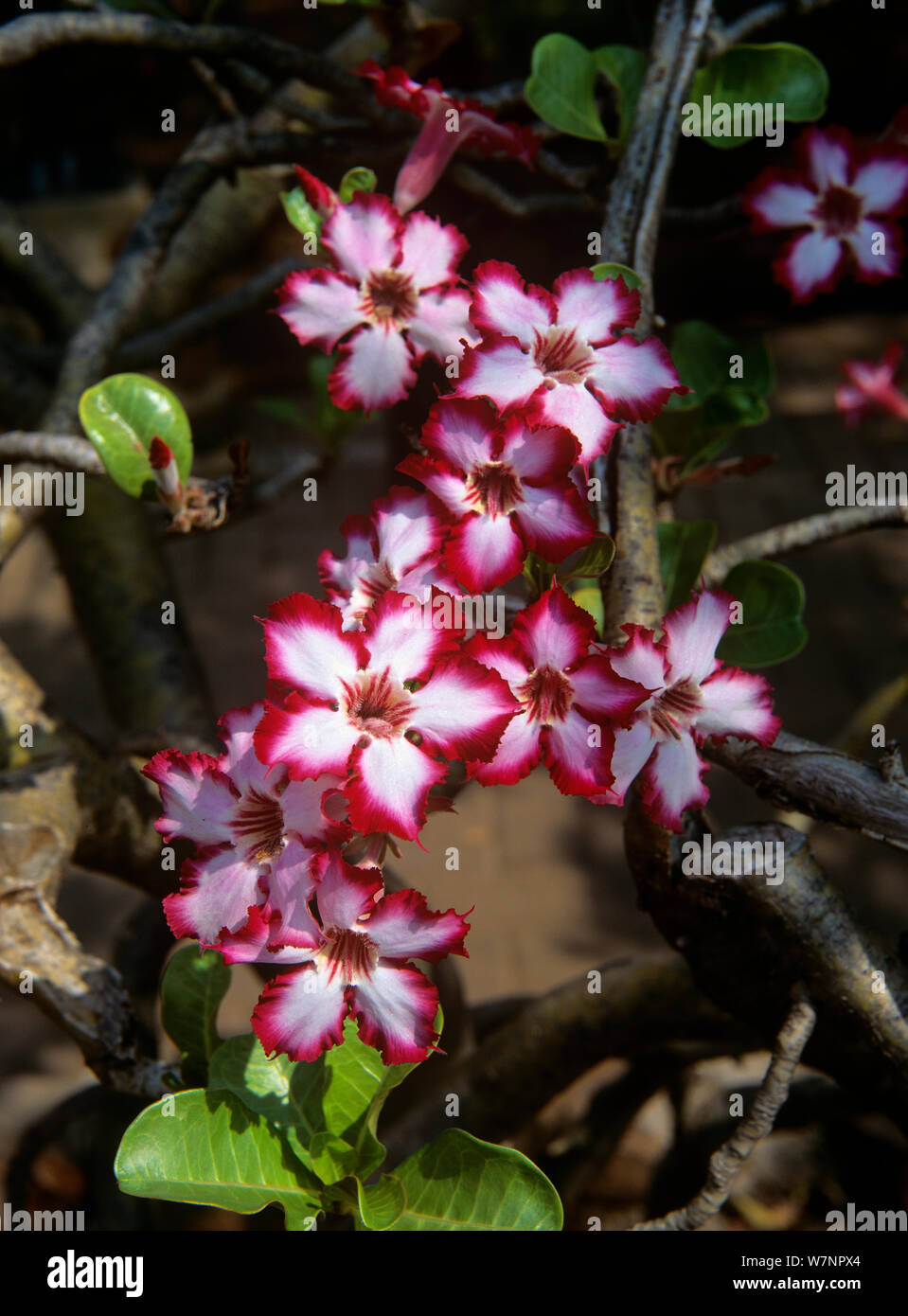 Impala lily (Adenium multiflorum) in flower, Kruger National Park ...