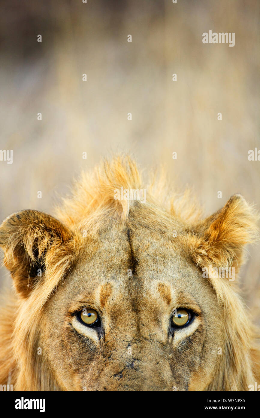 Transvaal lion hi-res stock photography and images - Alamy