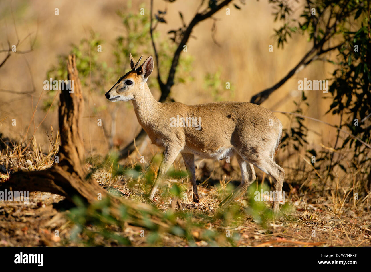 Common duiker (Sylvicapra grimmia), Kruger National Park, Transvaal ...
