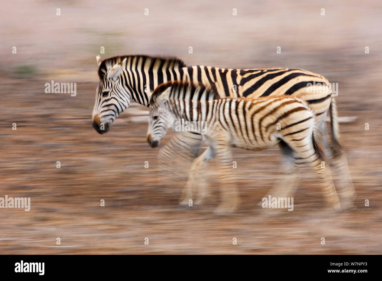 Female Plains zebra (Equus quagga) with calf, Kruger National Park ...