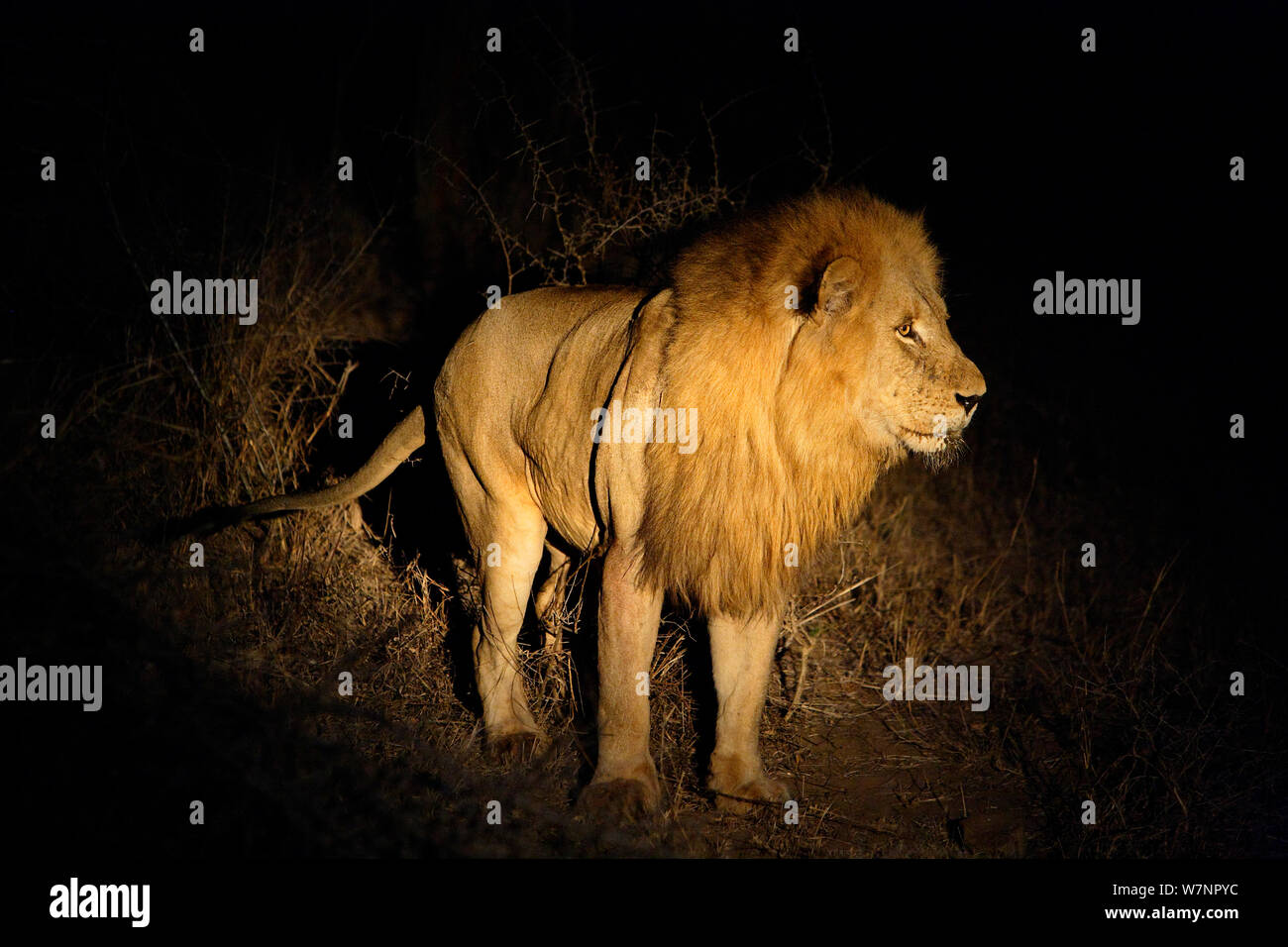 Lion night africa hi-res stock photography and images - Alamy