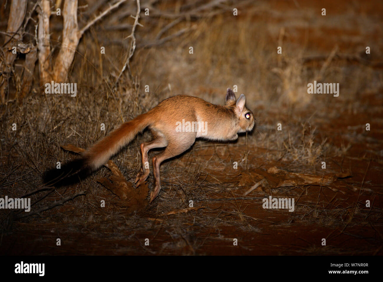 Springhare hi-res stock photography and images - Alamy