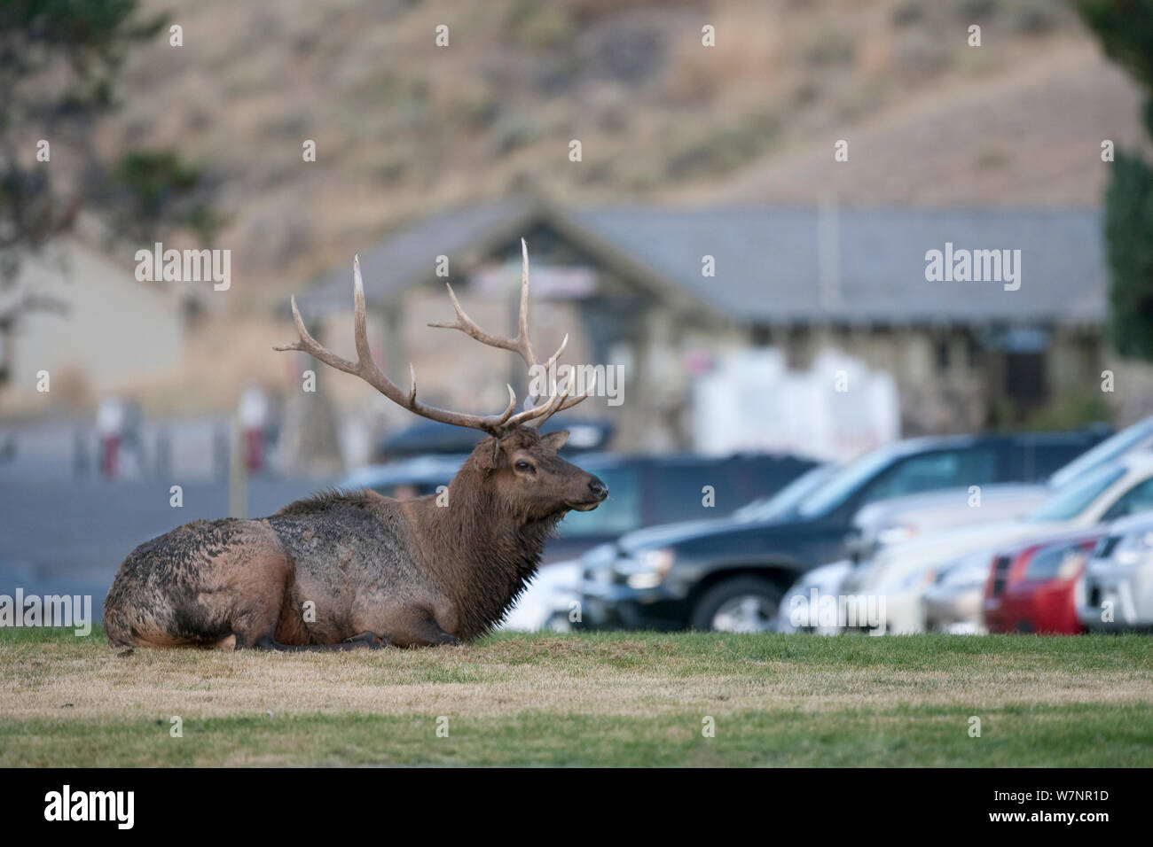 Bull Elk (Cervus elaphus canadensis), Mammoth Hot Springs, Yellowstone ...