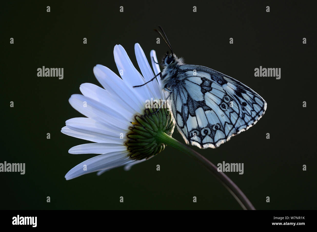 Intricate marbled detail hi-res stock photography and images - Alamy