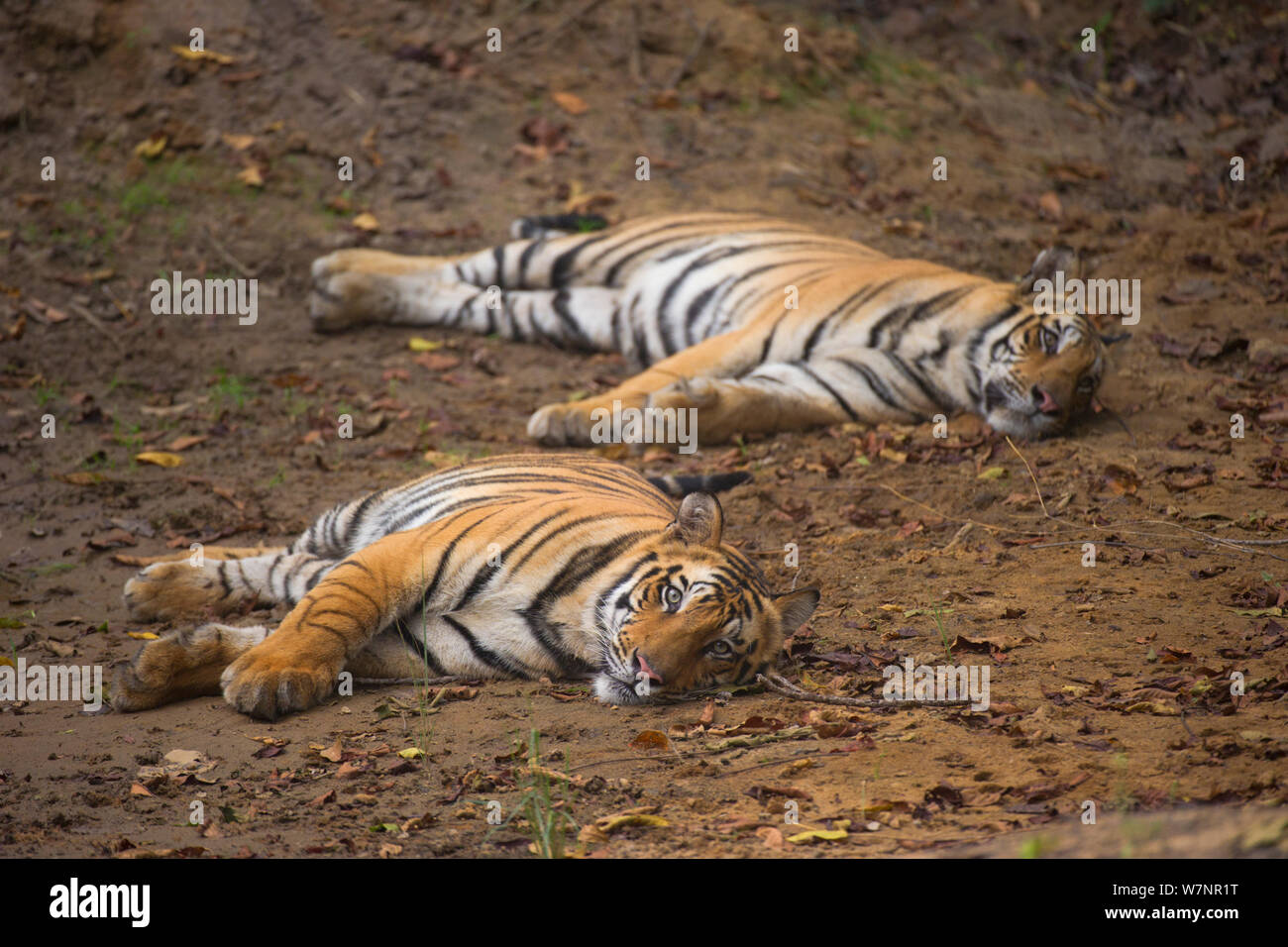 Male and female tigers hi-res stock photography and images - Alamy