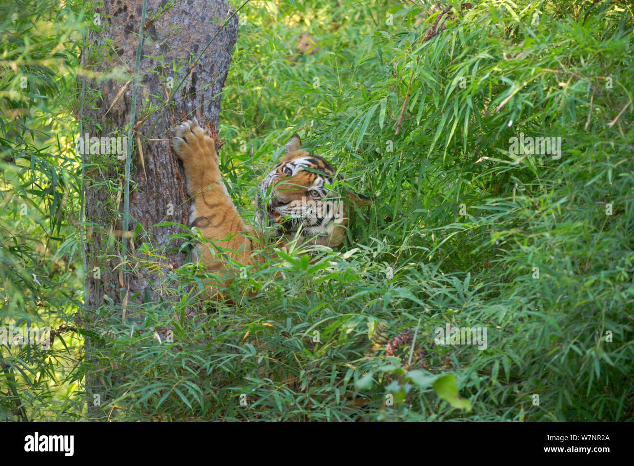Tiger stomach hi-res stock photography and images - Alamy