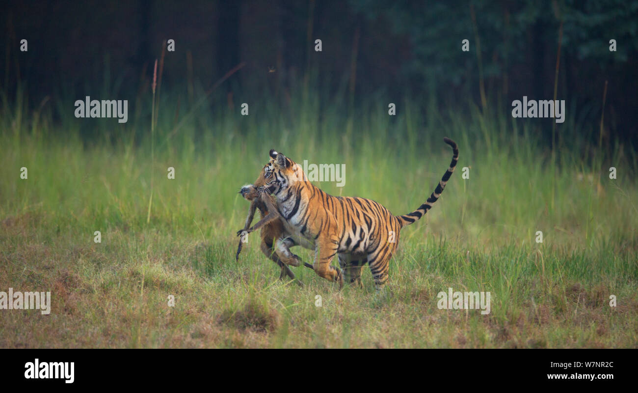 Tiger kill hi-res stock photography and images - Alamy