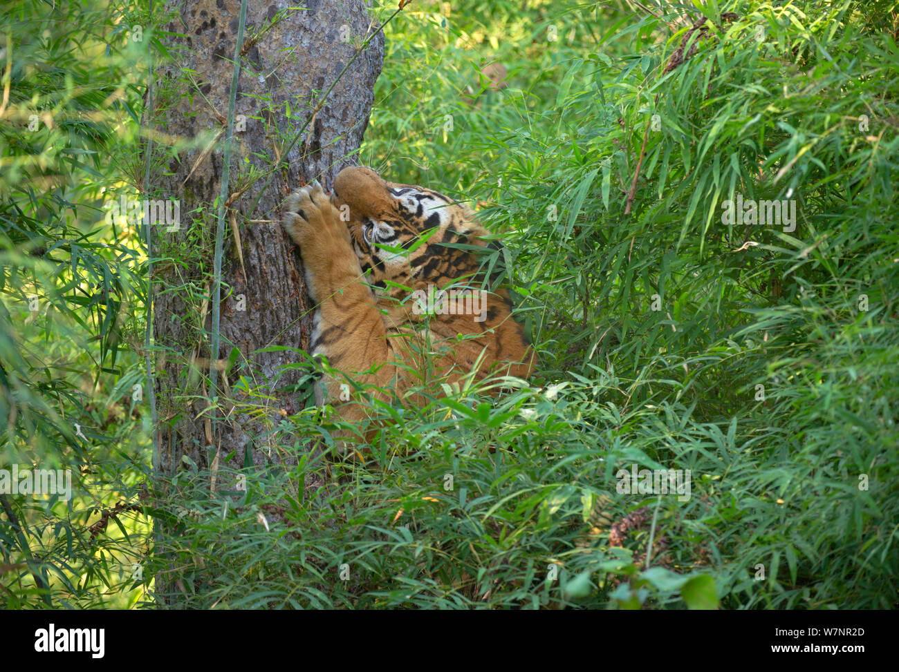 Bengal Tiger (Panthera tigris), large six year old adult male rearing ...