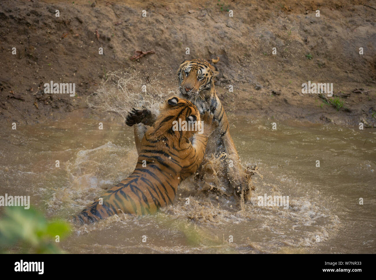 Bengal Tiger (Panthera tigris) sub-adults, approximately 17-19 months ...