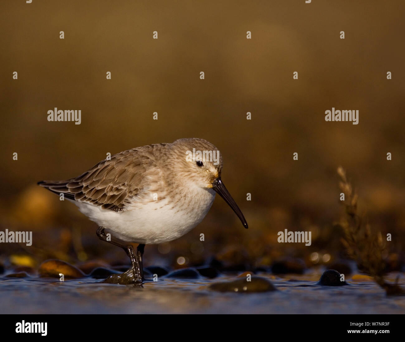 Dunlin birds hi-res stock photography and images - Alamy