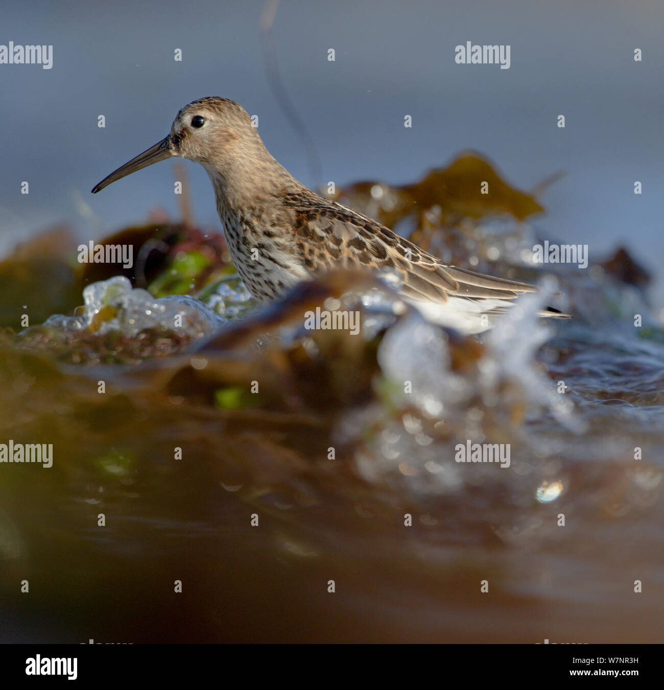 Dunlin (Calidris alpina) among water on beach. Shetland Islands, UK ...
