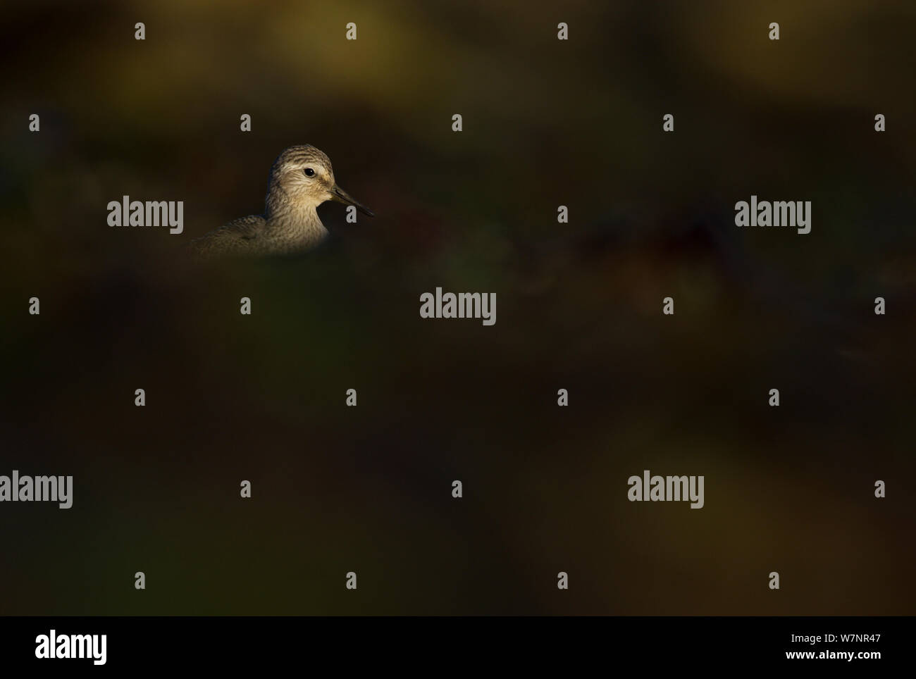 Shetland islands birds hi-res stock photography and images - Alamy