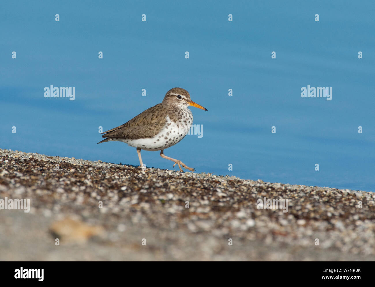 Spotted Sandpiper (Actitis macularia), adult in breeding plumage ...