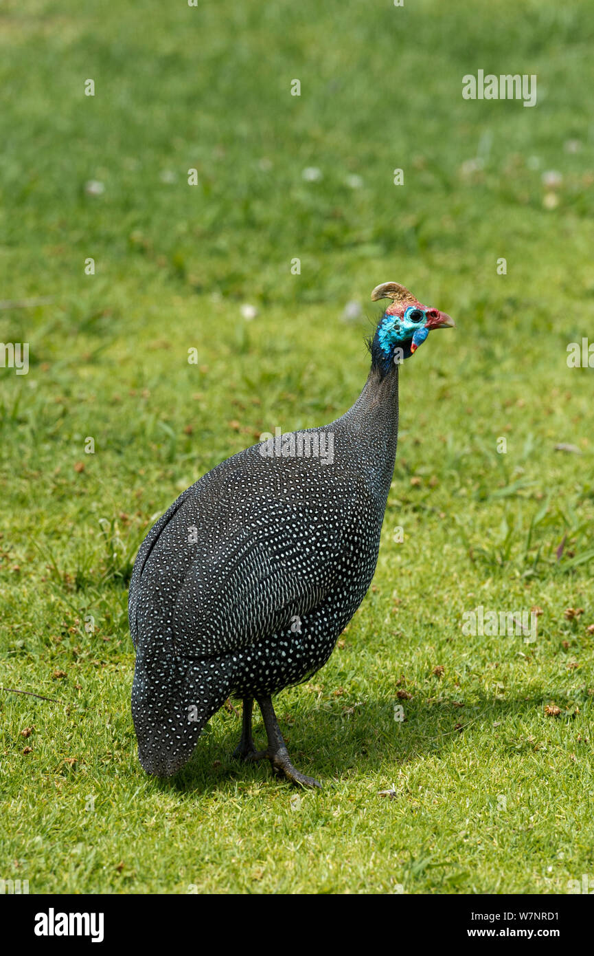 Guinea africa town hi-res stock photography and images - Alamy